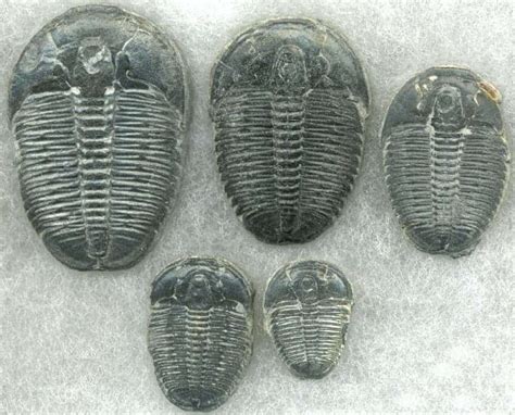 Facts About Everyones Favorite Fossils Trilobites