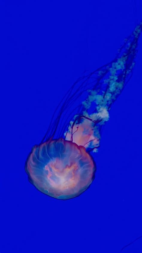 موسيقى حب كاظمالساهر تيكتوك امريكا أوروبا قنديلالبحر بحر