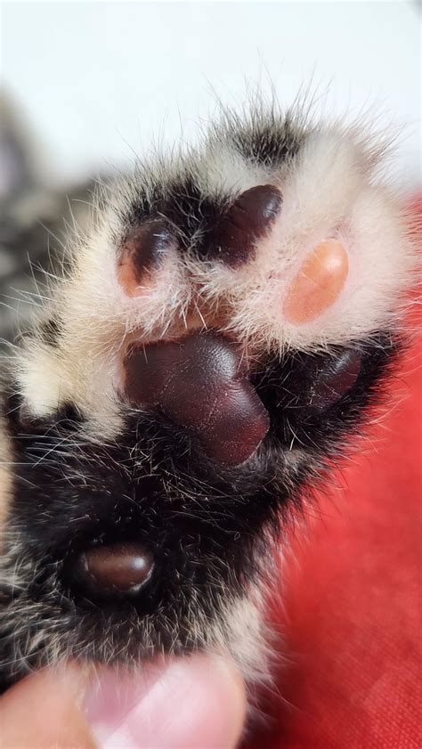 Dual Colour Paw Pads Of My Kitten Rmildlyinteresting