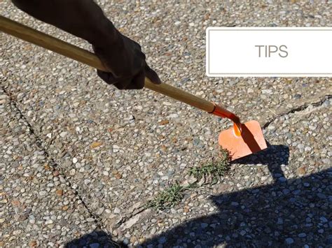 Driveway Weed Killer A Complete Guide