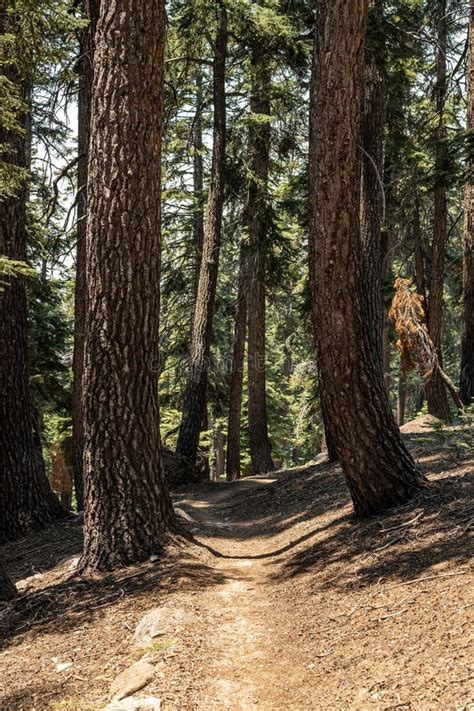 Trail Splits The Space Between Two Large Pines Stock Image Image Of Peaceful Brown 278186209