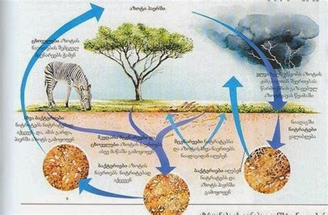 ბუნების დამცველი ნიადაგის დაბინძურება