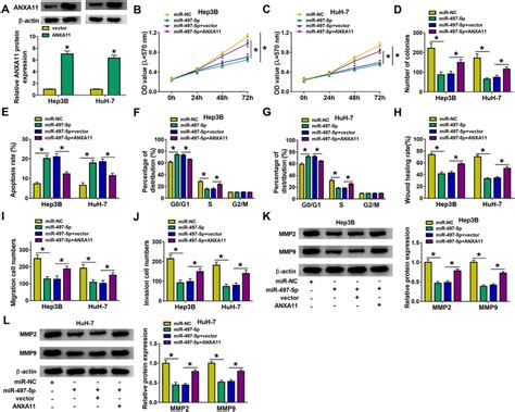 Anxa11 Inhibition Was Related To The Anti Tumor Effect Of Mir 497 5p On