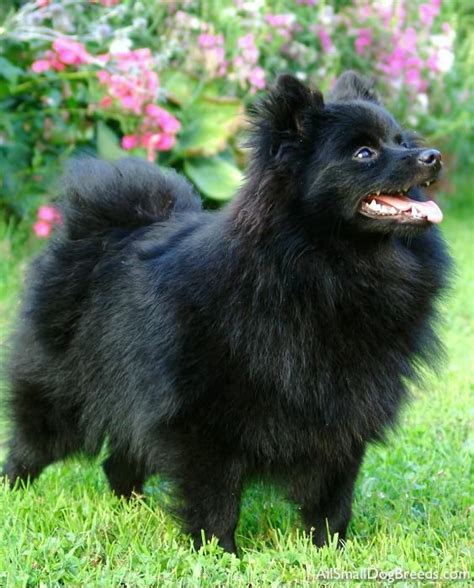 Japanese Spitz Black