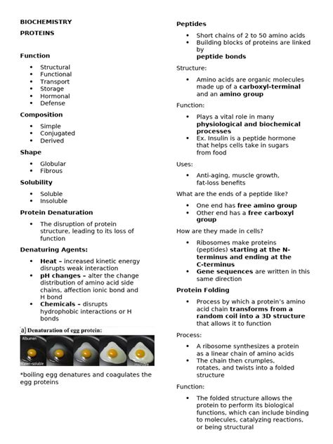 Proteins Pdf Proteins Denaturation Biochemistry
