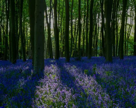 Bluebell Woods In The Uk 2023 Guide Meandering Wild 2026