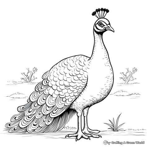 Realistic Peacock Coloring Pages Free And Printable