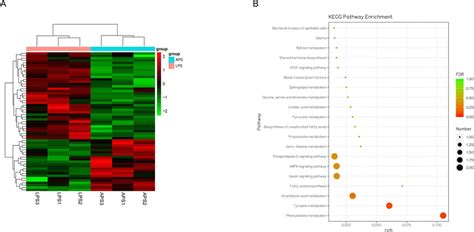 Transcriptome Sequencing And Kegg Pathway Enrichment Analysis Ins 1 Download Scientific
