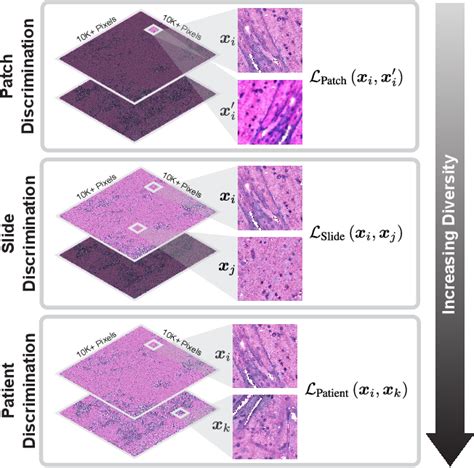 Figure 1 From Hierarchical Discriminative Learning Improves Visual