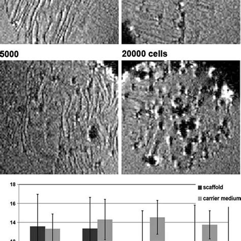 Assessment Of Cell Density In Lamellar Scaffold Amnp Labeled Mscs Were Download Scientific
