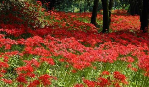 Red Spider Lily Field