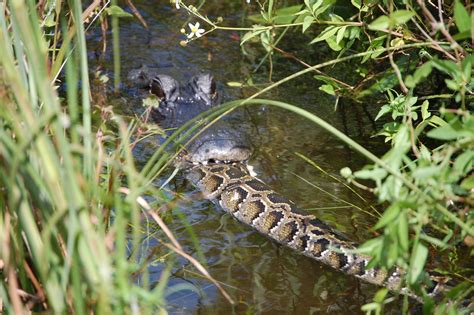 Alligator Eats Burmese Python Npsphotos Everglades Nps Flickr