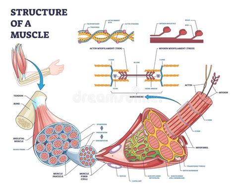 Structure Of Muscle With Isolated Myosin And Actin Closeup Outline Diagram Stock Vector