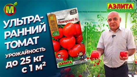 УРОЖАЙ этого томата вас шокирует! СУПЕР РАННИЙ томат «с носиком ...