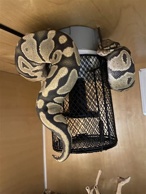 Ball Python Curled Up