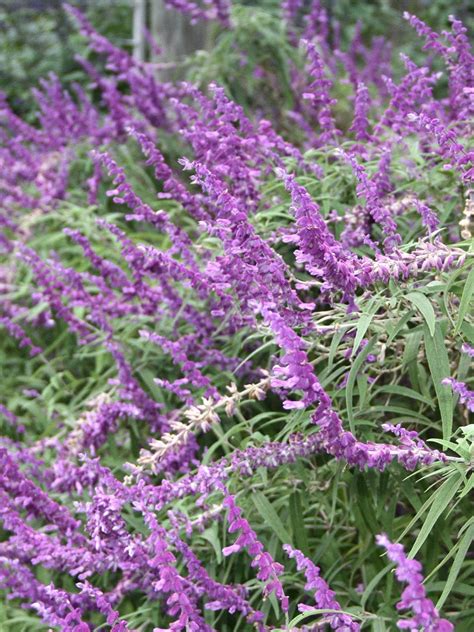 Organic Salvia Leucantha Mexican Sage Plant Mudbrick Herb Cottage
