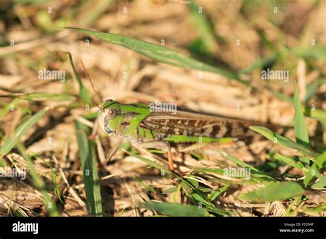 Locust Best Practices At Samuel Stapleton Blog