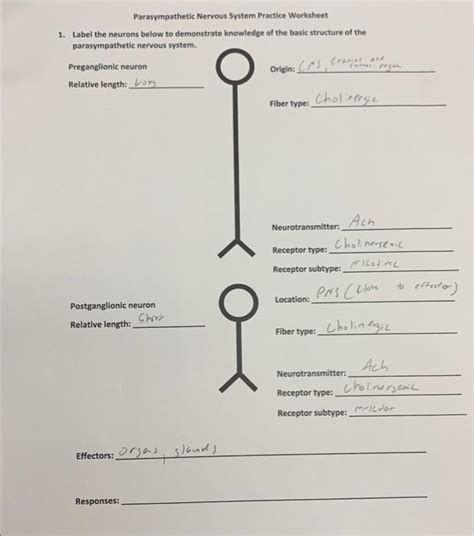 Solved Preganglionic Neuron Relative Length Lors Origin