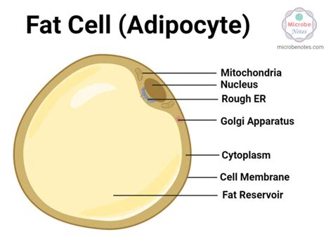 Fat Cells Definition Types Structure Functions Diseases