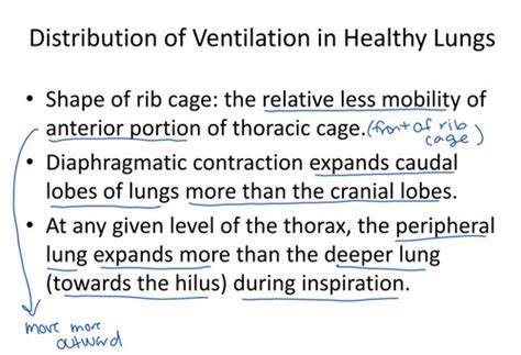 Phys Lecture 7 Resp Flashcards Quizlet