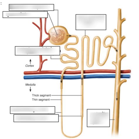 Nephron Labeling Diagram Quizlet