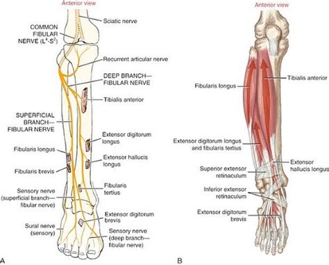Deep Peroneal Nerve Is A Nerve That Medicyan Healthcare Facebook