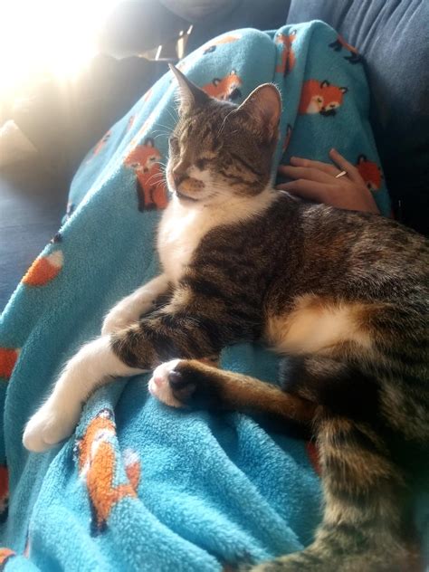 Hes A Chonk But A Cute Chonk R Cats