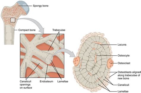 Trabeculae Location Structure And Function Lesson