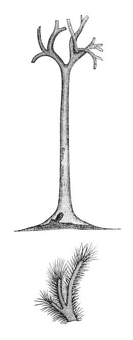 Lepidodendron An Extinct Genus Of Primitive Lycopodium Vascular Plants