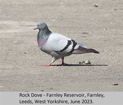Rock Doves