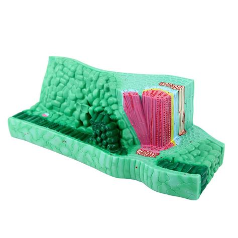 Buy Leaf Structure Science Model Anatomical Model Dicotyledon Leaf Structure Science