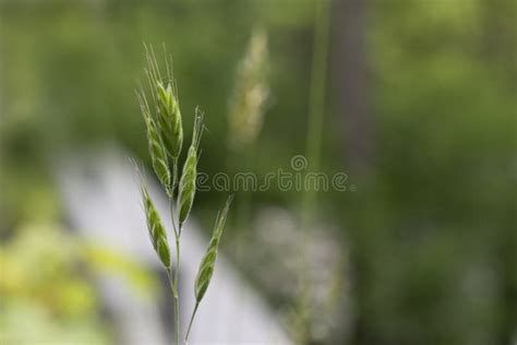 Close Up Of A Rescue Grass Stock Image Image Of Leaf 183546843