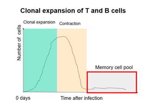 Memory Cells What Makes A Memory Cell “remember” Flashcards Quizlet