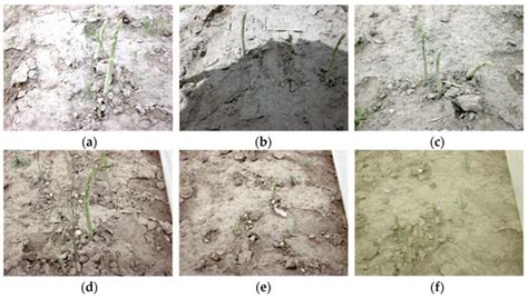 Detection Of Green Asparagus Using Improved Mask R Cnn For Automatic Harvesting