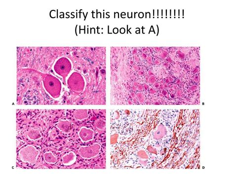 Ppt Neuron Classification Powerpoint Presentation Free Download Id