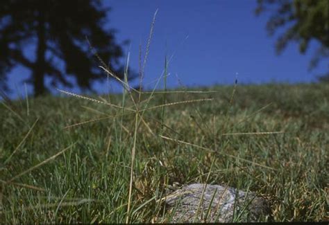 Windmill Grass Chloris Verticillata Turfgrass
