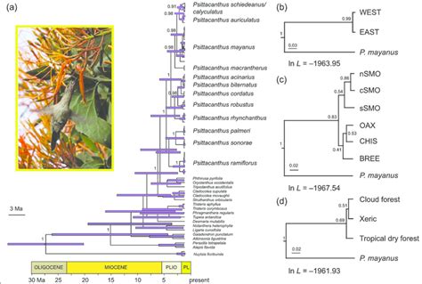 A Chronogram Based On A Bayesian Approach Using A Coalescent Prior
