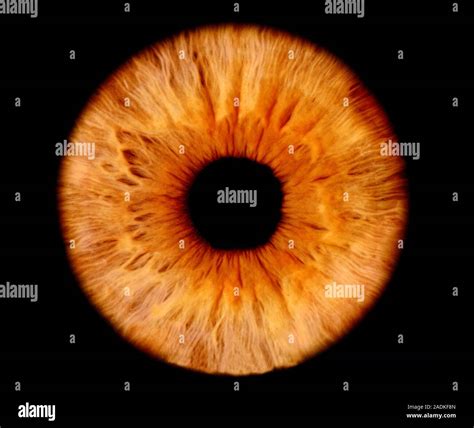 Iris Computer Enhanced Red Brown Or Hazel Colour Iris Of A Human Eye