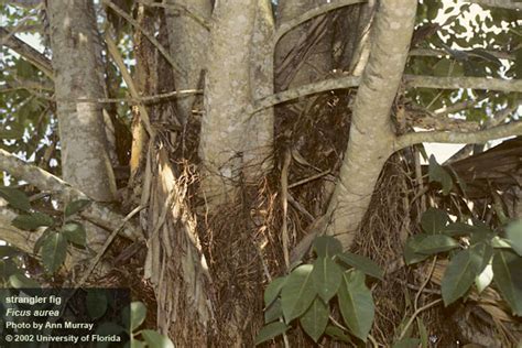 Center For Aquatic And Invasive Plants University Of Florida Ifas