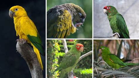 Conure Species Guide 15 Types Compared