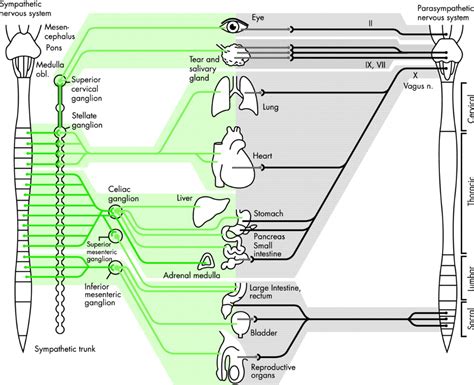 Understanding Autonomic Diseases