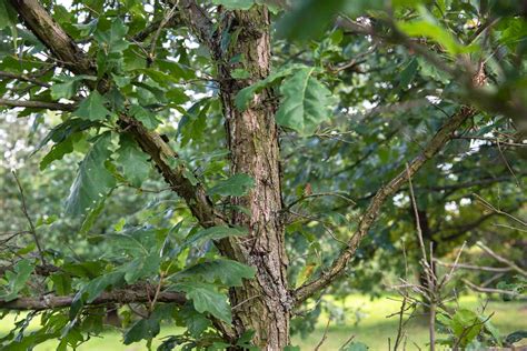 Swamp White Oak Tree White Oak Vs Swamp White Oak Identification Cbah