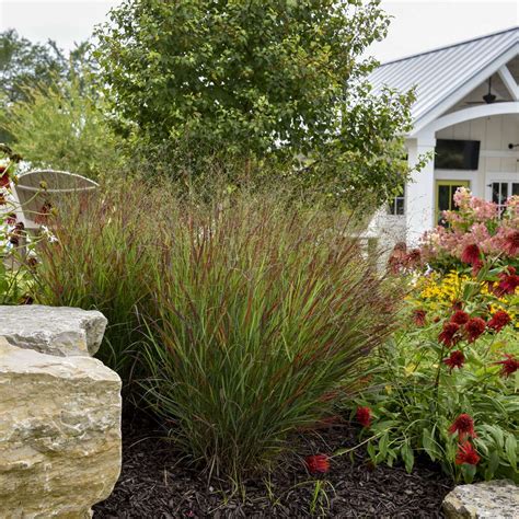 Prairie Winds Cheyenne Sky Red Switch Grass White Oak Gardens