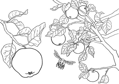 Apple Tree Branches Coloring Page
