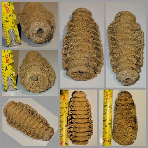 Cephalopod Fossil From Nashville Tennessee Rock Hounding Fossil