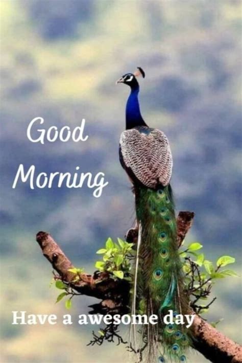 45 Good Morning Peacock Images Good Morning Wishes