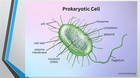Important Groups Of Prokaryotes Bacteria And Archaea Its Subgroups Pptx