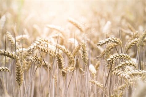 Wheat Benefits Nutrition And Health Advantages