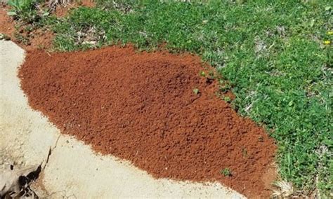 How To Kill Fire Ants In The Lawn And Garden From The Experts At Wilson