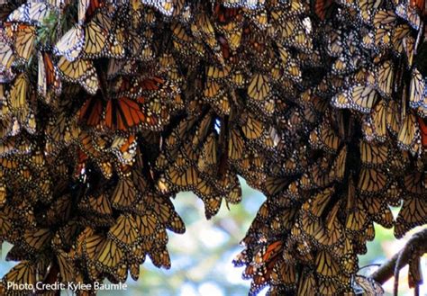 Monarch Butterfly Migration The Great Monarch Butterfly Migration Dyk